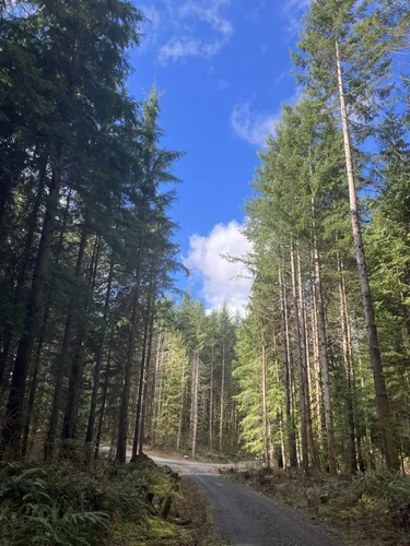 Best Hikes and Trails in Pilchuck Tree Farm | AllTrails
