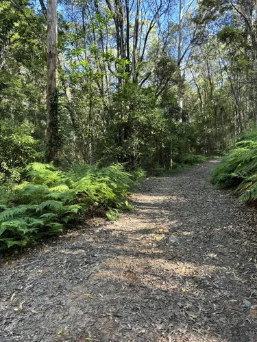 Best Hikes and Trails in Nerang Conservation Park | AllTrails