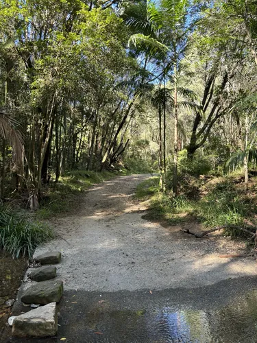 Best Hikes and Trails in Nerang Conservation Park | AllTrails