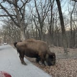 White Bison Loop, Missouri - 2,287 Reviews, Map | AllTrails