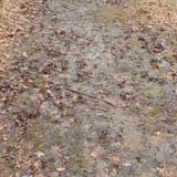 Flat Fork Ridge Trail, Ohio - 1,215 Reviews, Map | AllTrails