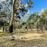 Gresswell Forest Loop, Victoria, Australia - 309 Reviews, Map | AllTrails