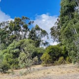Gresswell Forest Loop, Victoria, Australia - 309 Reviews, Map | AllTrails