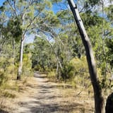 Gresswell Forest Loop, Victoria, Australia - 309 Reviews, Map | AllTrails