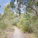 Gresswell Forest Loop, Victoria, Australia - 309 Reviews, Map | AllTrails