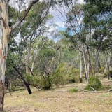 Gresswell Forest Loop, Victoria, Australia - 309 Reviews, Map | AllTrails