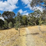Gresswell Forest Loop, Victoria, Australia - 309 Reviews, Map | AllTrails