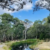 Gresswell Forest Loop, Victoria, Australia - 309 Reviews, Map | AllTrails