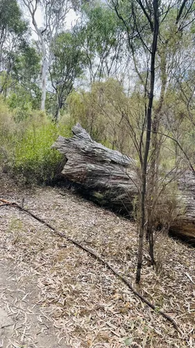 Best Hikes and Trails in Gresswell Forest (part b) Nature Conservation ...