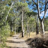 Gresswell Forest Loop, Victoria, Australia - 309 Reviews, Map | AllTrails