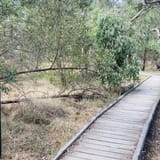Gresswell Forest Loop, Victoria, Australia - 309 Reviews, Map | AllTrails