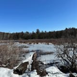 Pine Swamp Loop, New York - 1,220 Reviews, Map | AllTrails
