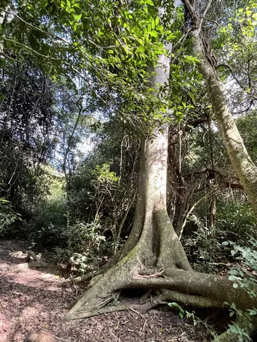 Best Hikes and Trails in Oribi Gorge Nature Reserve | AllTrails