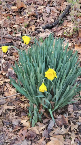 Best Hikes and Trails in Stanton Woods Park | AllTrails