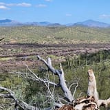 Coon Bluff Trail, Arizona - 708 Reviews, Map | AllTrails