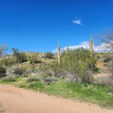 Coon Bluff Trail, Arizona - 775 Reviews, Map | AllTrails