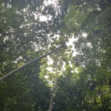 Angelito Trail, East Region, Puerto Rico - 656 Reviews, Map | AllTrails