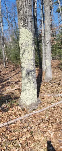 Best Bird Watching Trails in Au Sable State Forest | AllTrails