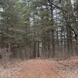 Bloodroot Trail, Indiana - 585 Reviews, Map | AllTrails