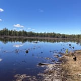 Batsto Lake Trail, New Jersey - 1,583 Reviews, Map | AllTrails
