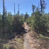 Batsto Lake Trail, New Jersey - 1,583 Reviews, Map | AllTrails