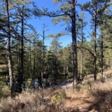 Batsto Lake Trail, New Jersey - 1,583 Reviews, Map | AllTrails