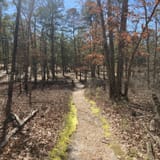 Batsto Lake Trail, New Jersey - 1,583 Reviews, Map | AllTrails