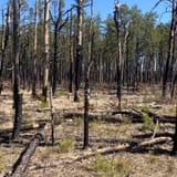 Batsto Lake Trail, New Jersey - 1,583 Reviews, Map | AllTrails