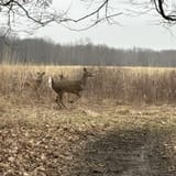 Bloodroot Trail, Indiana - 585 Reviews, Map | AllTrails