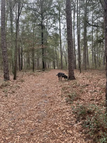 Best River Trails in Aiken | AllTrails