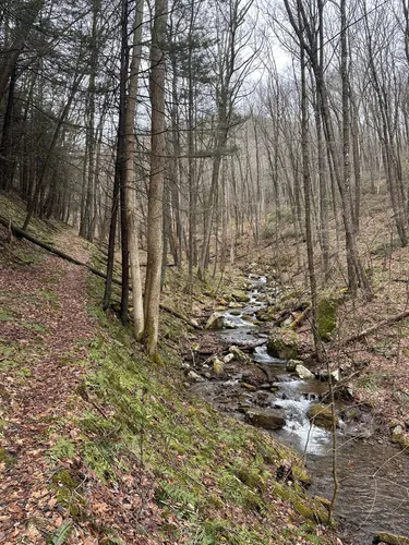 Best Long Trails in Cedar Run | AllTrails