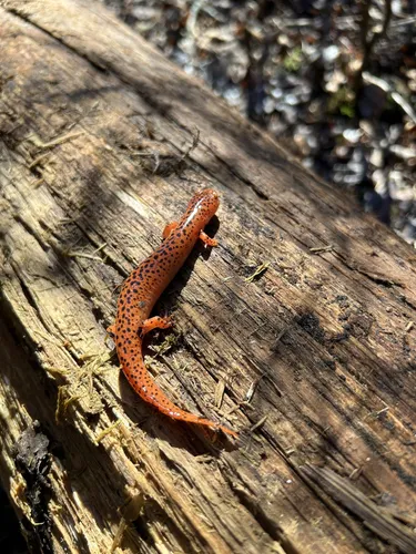 Best Hikes and Trails in Parvin State Park | AllTrails