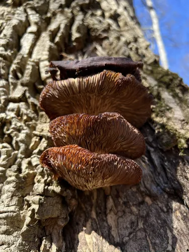 Best Hikes and Trails in Waldron | AllTrails