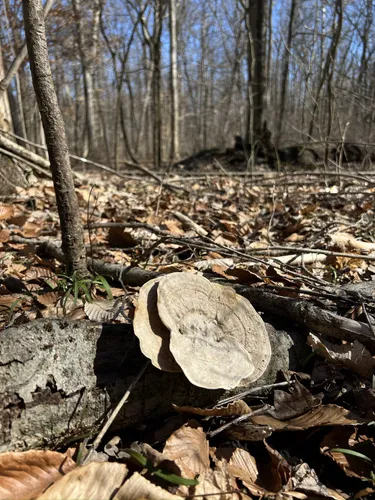 Best Hikes and Trails in Waldron | AllTrails