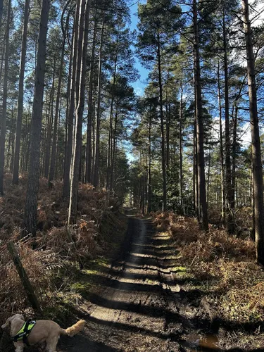 Best Easy Trails in Swinley Forest | AllTrails