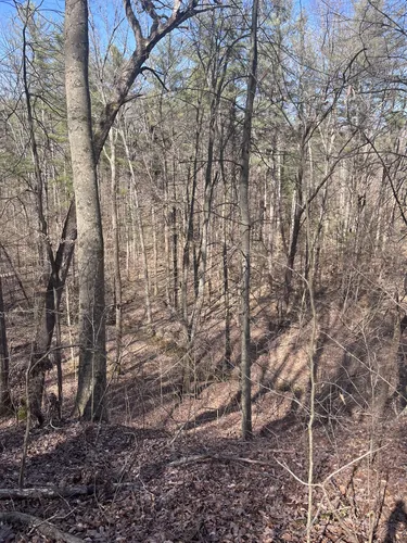 Best Views Trails in Yellowwood State Forest | AllTrails