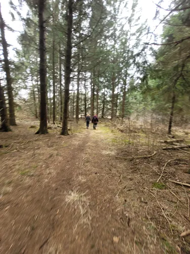 Best Forest Trails in Mountsberg Conservation Area | AllTrails