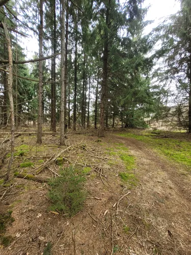 Best Forest Trails in Mountsberg Conservation Area | AllTrails