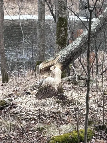 Best Hikes and Trails in Flambeau River State Forest | AllTrails