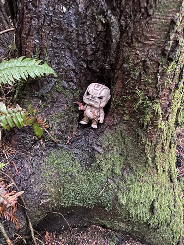 Best Hikes and Trails in Pilchuck Tree Farm | AllTrails