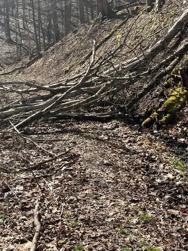 Best Hikes and Trails in Wind Ridge | AllTrails