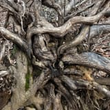 Bridge Loop Trail and Lake Loop Trail, Georgia - 939 Reviews, Map ...