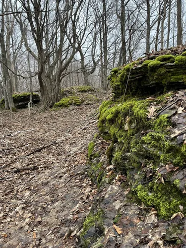 Best Hikes and Trails in Len Gertler Memorial Loree Forest | AllTrails