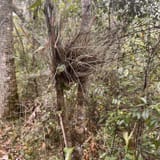 Daubenmire Trail, Florida - 640 Reviews, Map | AllTrails