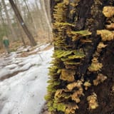 Boston Lot Lake, New Hampshire - 760 Reviews, Map | AllTrails