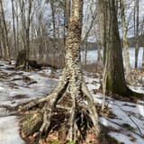 Boston Lot Lake, New Hampshire - 760 Reviews, Map | AllTrails