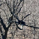 Giuffrida Park Loop, Connecticut - 1,627 Reviews, Map | AllTrails