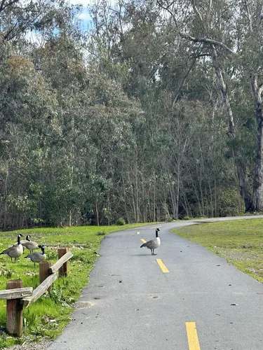 Best Wheelchair Friendly Trails in Vasona Lake County Park | AllTrails