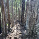 Makiki Valley Loop, Oahu, Hawaii - 5,605 Reviews, Map | AllTrails