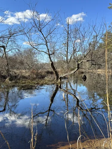 Best Hikes and Trails in Green Bank State Forest | AllTrails